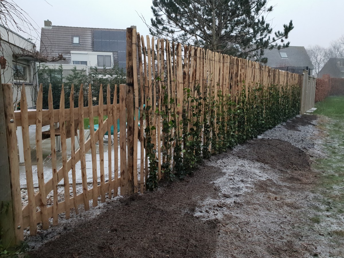 Coniferenhaag Verwijderen